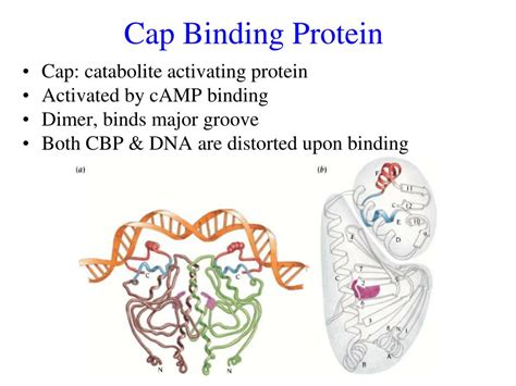 Ppt Dna And Dna Protein Interactions Powerpoint Presentation Id 3542213