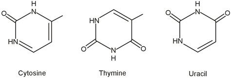 The Ratio Of The Number Of Ketonic Groups In Cytosine Thymine And