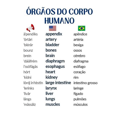 Partes Do Corpo Humano Em Inglês Partes Do Corpo Humano Partes Do