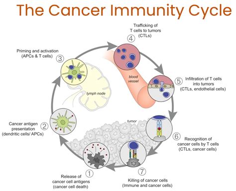 Bcantt 2025 Overcoming Immune Suppressive Myeloid Cell Barriers In