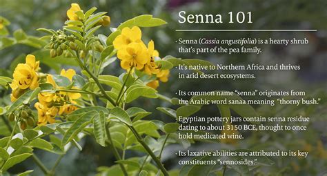 Senna 101 Traditional Medicinals