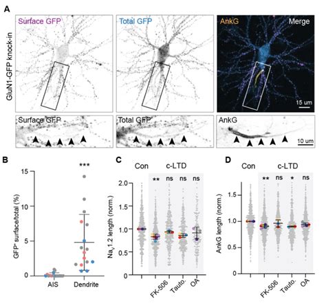 Ais Plasticity Is Triggered By The Activation Of Synaptic Nmdars And