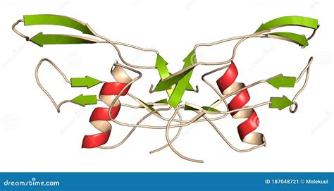 Bone Morphogenetic Protein 2 Bmp 2 Protein Plays Important Role In