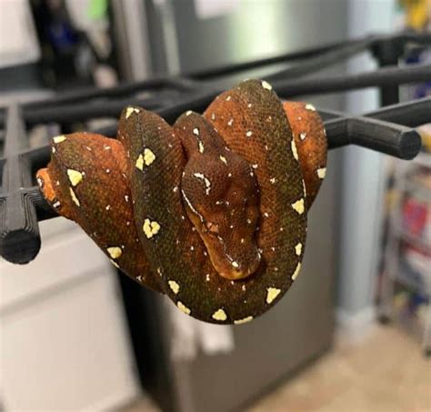 13 Incredible Green Tree Python Morphs And Localities Happyserpent