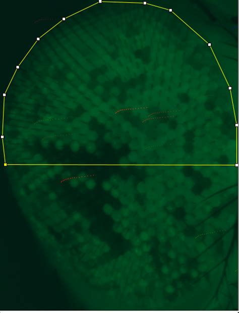 Cut Hand Drawn Polygon Selection Perfectly In Half Image Analysis Imagesc Forum