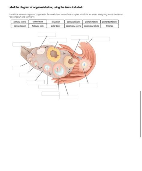 Solved Label The Diagram Of Oogenesis Below Using The Terms