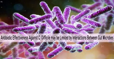 Antibiotic Effectiveness Against C Difficile May Be Limited By Interactions Between Gut
