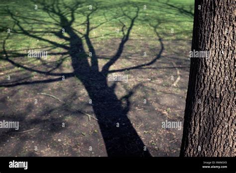 Shadow Of Tree Hi Res Stock Photography And Images Alamy