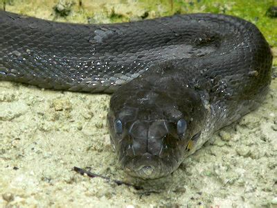 PNG Snakes Papuan Olive Python Apodora Papuana