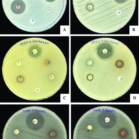 Disk Diffusion Method Of Bacterial Extracts Against Three Download