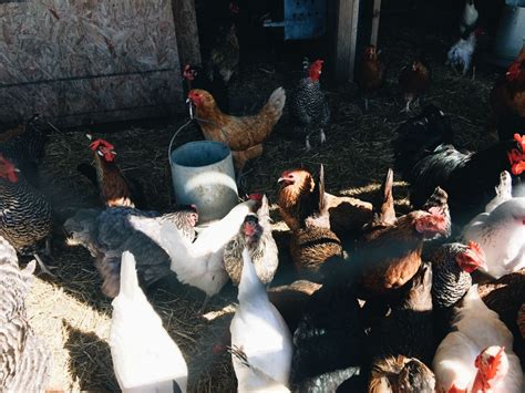 Mga Senyales Na May Mababang Nutrisyon Ang Manok