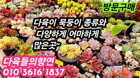 다육들의향연💗방문구매 부산시금정구중앙대로2400 부산다육농원예쁜신상다육식물💥짱짱한묵둥이 다육과종류가 진짜많은곳🌸2538korean Succulents