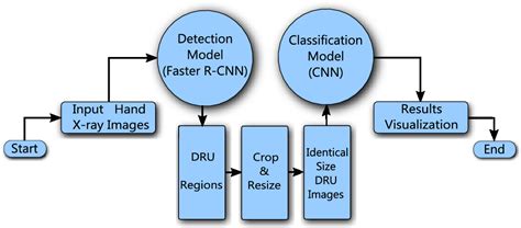 Figure 1 From Skeletal Maturity Recognition Using A Fully Automated System With Convolutional