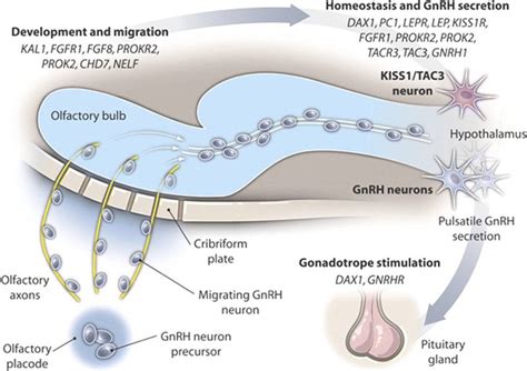 Several Signalling Factors Are Required For Successful Migration Of Download Scientific Diagram