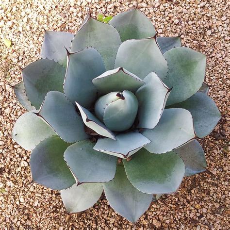 Find A Plant Garden Style San Antonio