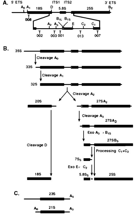 The Yeast Pre Rrna Processing Pathway A Structure Of The Prerrna Download Scientific Diagram