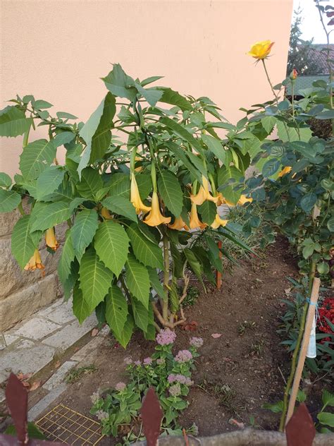 Scopolamine Vs Atropine R Datura