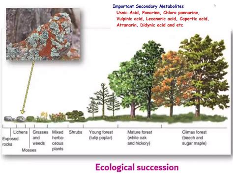 Lichens Sturcture Classification And Reproduction Ppt