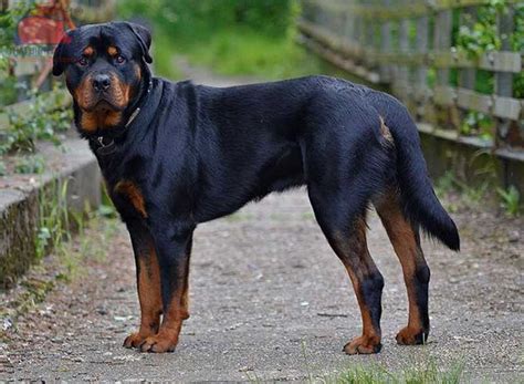 Tổng Hợp Các Giống Chó đức được Yêu Thích Năm 2024