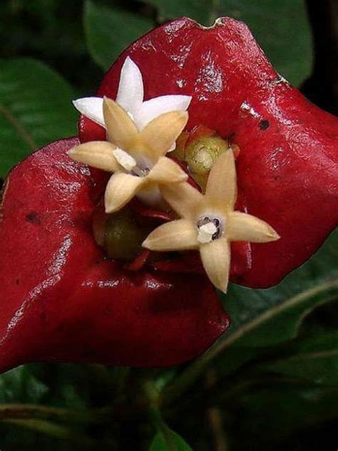 Psychotria Elata