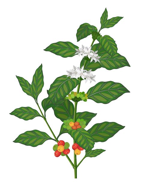 Premium Vector Coffee Tree Coffee Branch Coffee Beans Coffee Plant