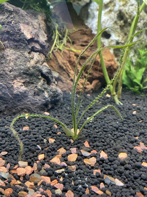 Please Help Me Identify This Algae The Planted Tank Forum