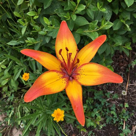Tiger Lily Flower Leaves At Nate Frederick Blog