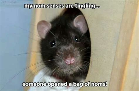 Funny Rat Meme