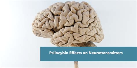 Psilocybin Effects On Neurotransmitters Moosh Wellness