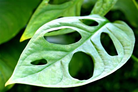 100 Free Monstera And Nature Photos Pixabay