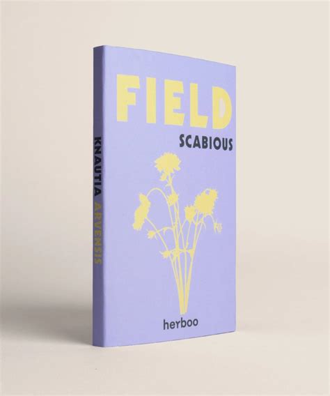 Field Scabious Seeds Knautia Arvensis