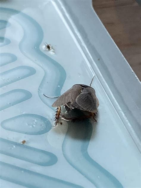 What Is This Bug Looks Like A Roach But They Normally Have The Shell