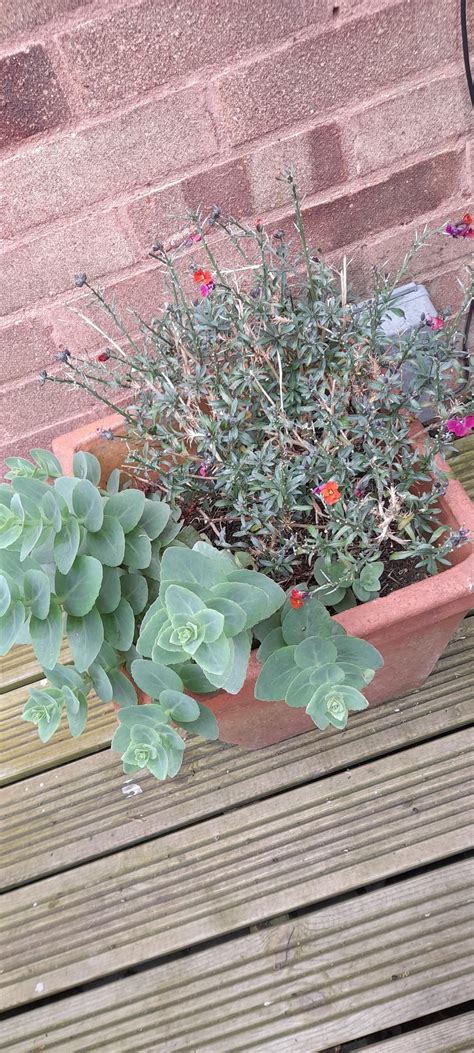 morning i need help identifying these two plants we just moved into a