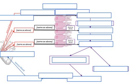 Csf Flow Chart Diagram Quizlet