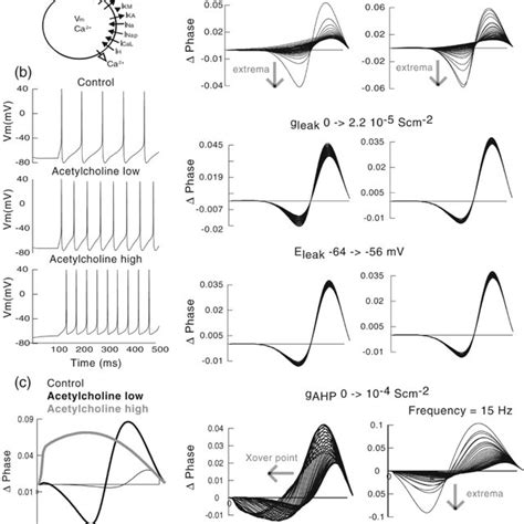 Simple Single Compartment Neuron A Schematic Drawing Of The Model Download Scientific