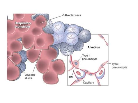 Respiratory System Introduction Atelectasis Ards Ppt Lung And