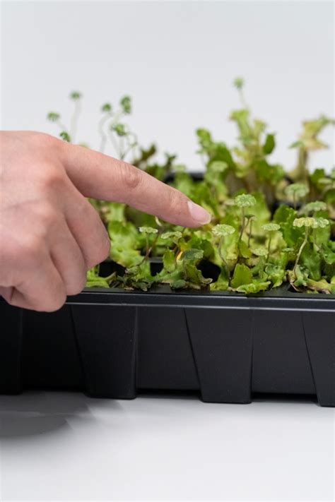 Ista From Bacterial Immunity To Plant Sex