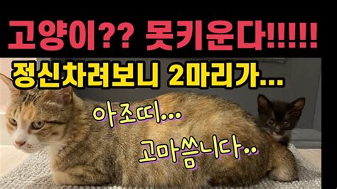 전지적 고양이반대남편시점 시즌1 10 우리집에 고양이 두마리 한번보고 두번보고 정신차려보니 정주행했네 Youtube