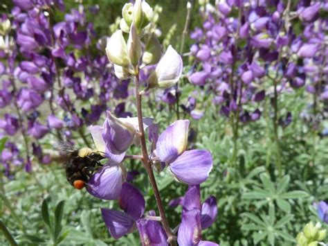 Lupinus Albifrons Silver Bush Lupine Klamath Siskiyou Native Seeds