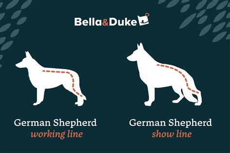 A Guide To German Shepherds Characteristics Lifespan Personality And