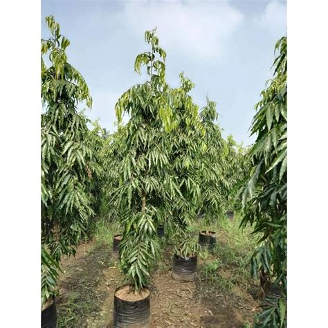 Garden Ashoka Tree At ₹ 500 Piece अशोका का पेड़ In Faridabad Id