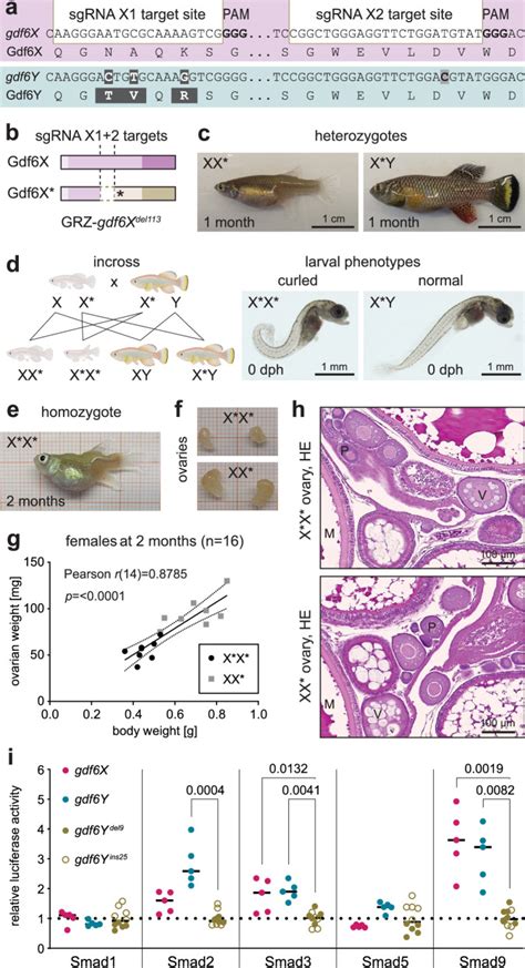 The Master Male Sex Determinant Gdf6y Of The Turquoise Killifish Arose