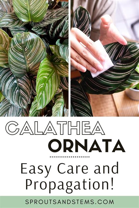 Calathea Ornata Care And Propagation Sprouts And Stems