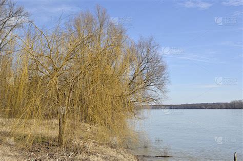 冬天在河边生长的光秃秃的树