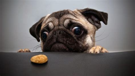 1920x1080 Cute Wallpapers Top Free 1920x1080 Cute Backgrounds