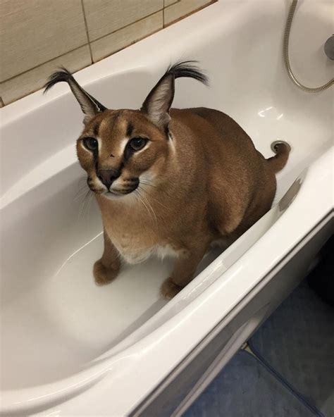 Big Floppa In A Bathtub Big Floppa Funny Cat Memes Cat Memes Best