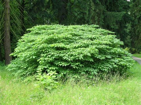 Jírovec Drobnokvětý Průhonický Park