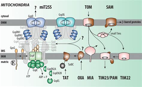Bacterial Type Ii Secretion System And Its Mitochondrial Counterpart Mbio
