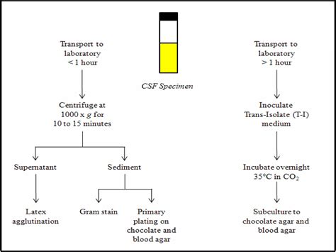 Cerebrospinal Fluid Csf Examination Under Microscope Pptx