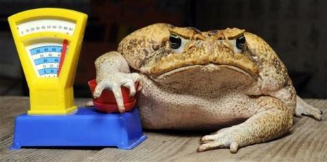 Picture Of A Fat Toad Pushing A Button Rgoodmemezero